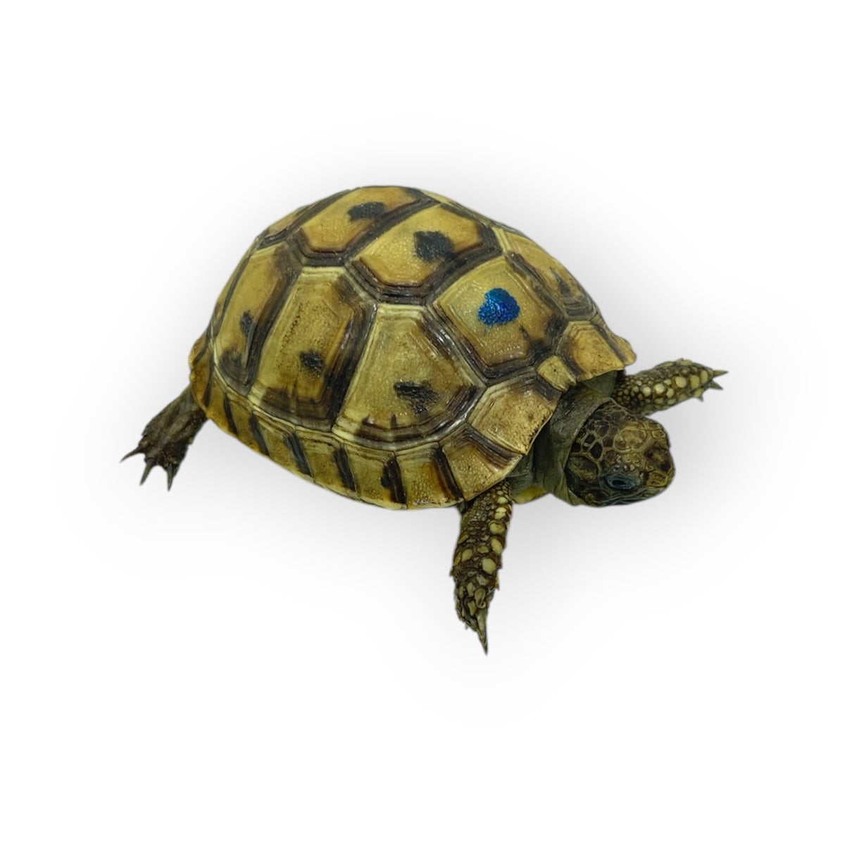 Testudo gracea #2 | ReptileManiacs